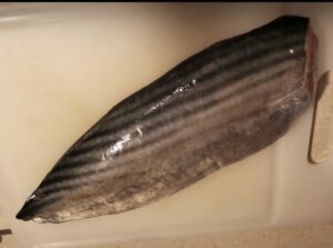 La palamita, il pesce azzurro dalle molteplici ricette - Pugliosità